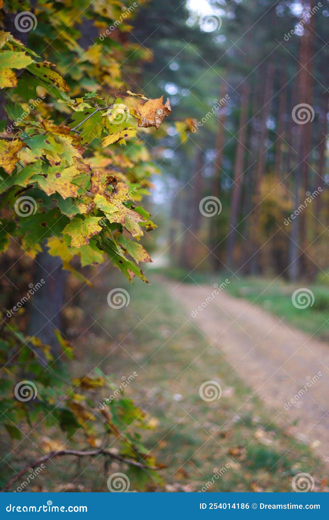Path to the school stock photo. Image of grove, autumn - 254014186