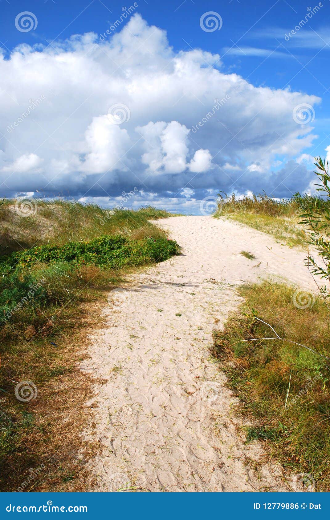 Path to the sea stock photo. Image of sand, plants, heaven - 12779886