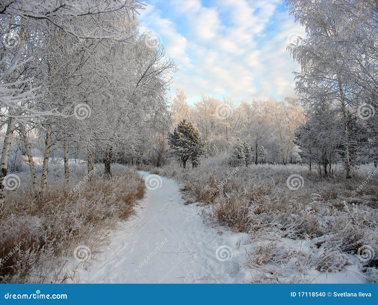 Path To the Snow-covered Winter Park. Frosty Trees Stock Photo - Image ...
