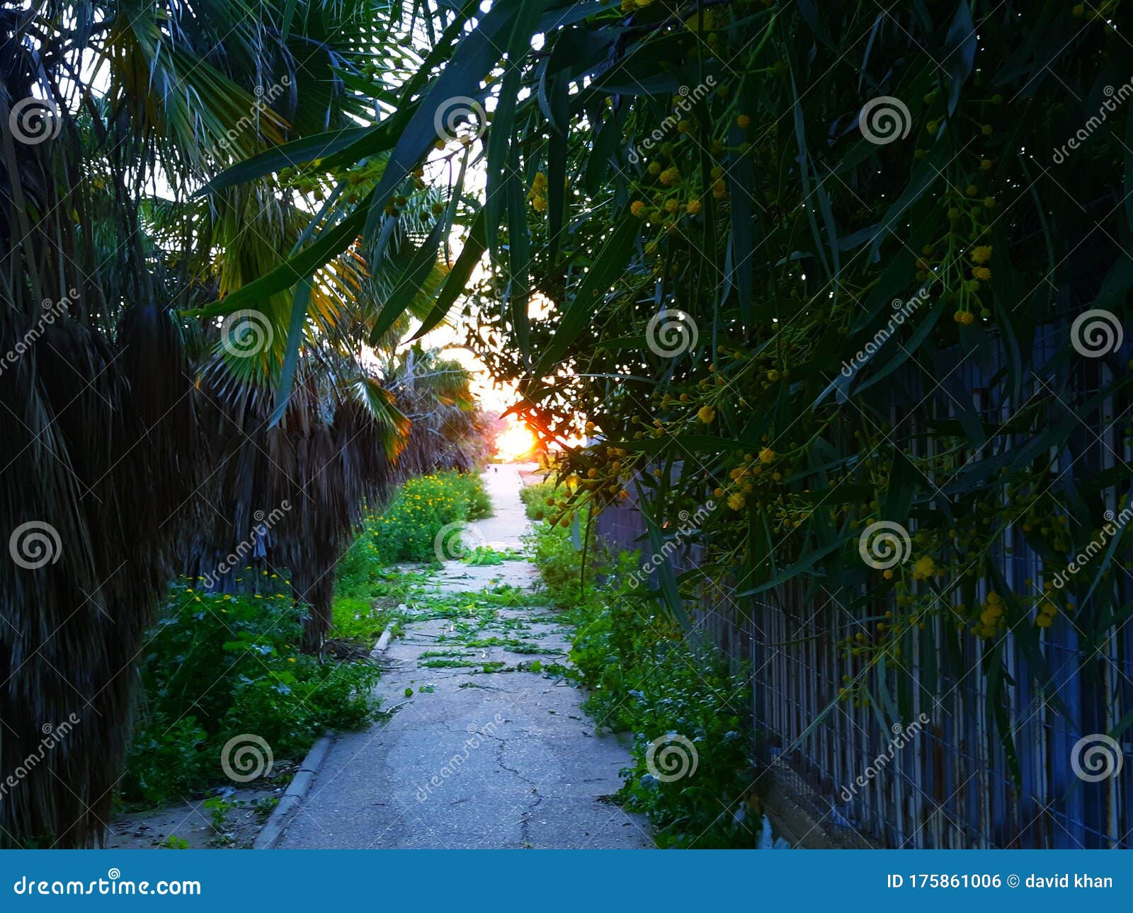 Path to the sunrise stock photo. Image of path, walkway - 175861006