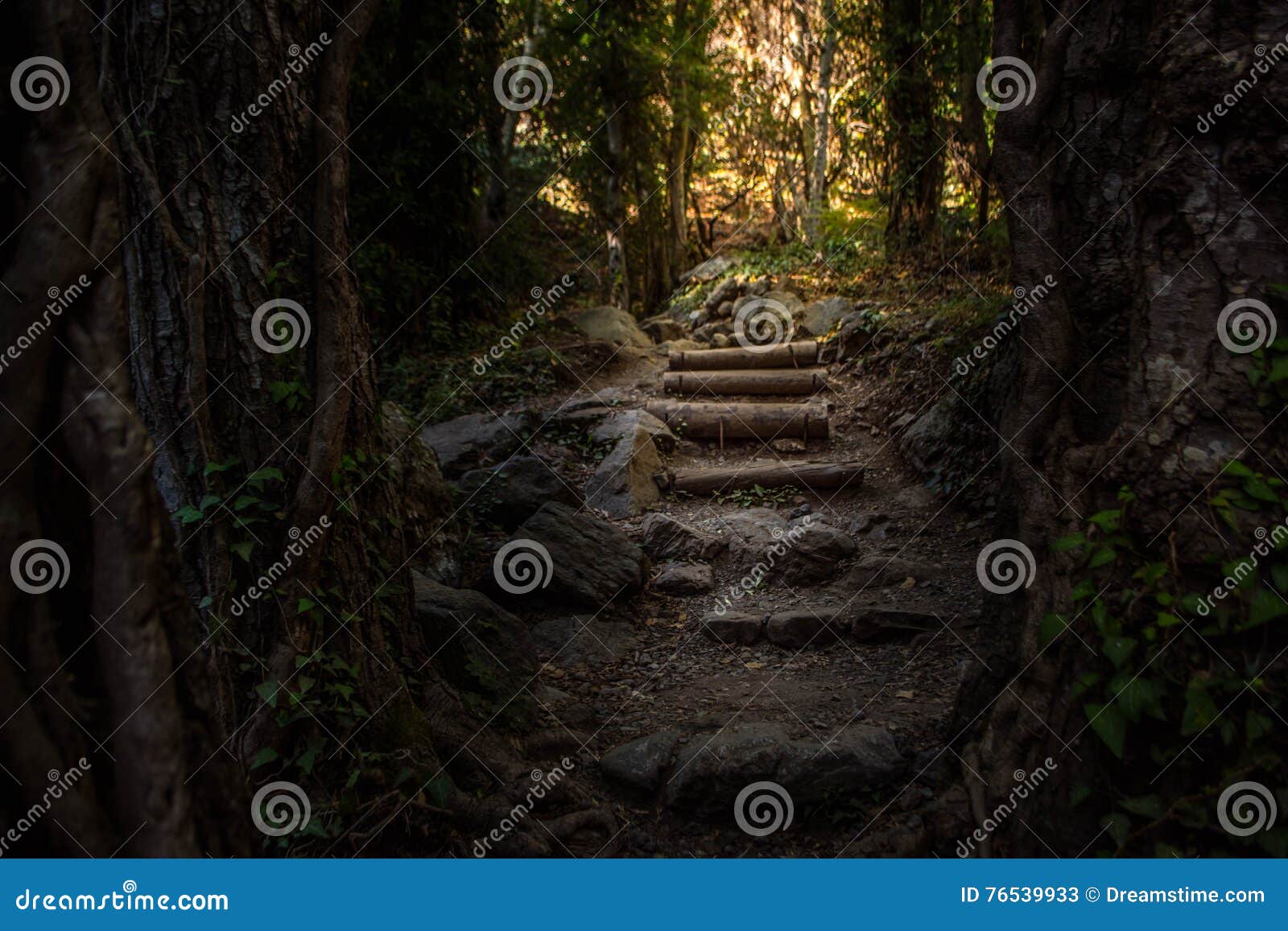The path to the treasure stock image. Image of wood, mountain - 76539933
