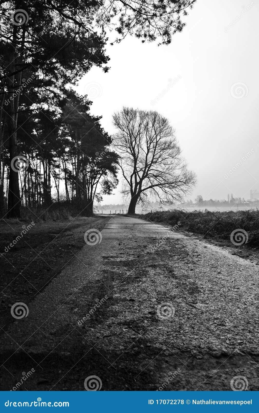 Path to the tree stock photo. Image of landscape, branch - 17072278
