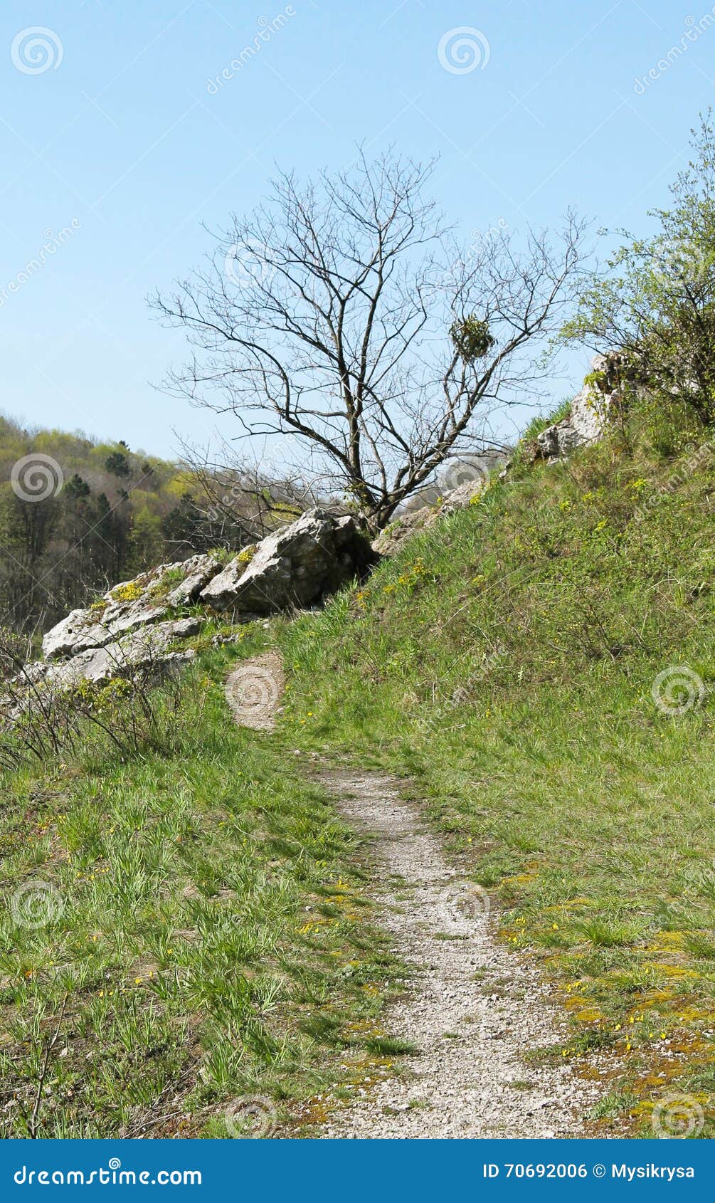 Path to the tree stock photo. Image of white, trip, environmental ...