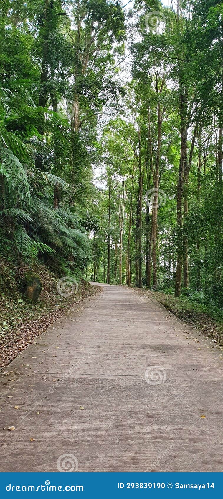 The Path To an Unknown Journey Stock Photo - Image of unknown, green ...