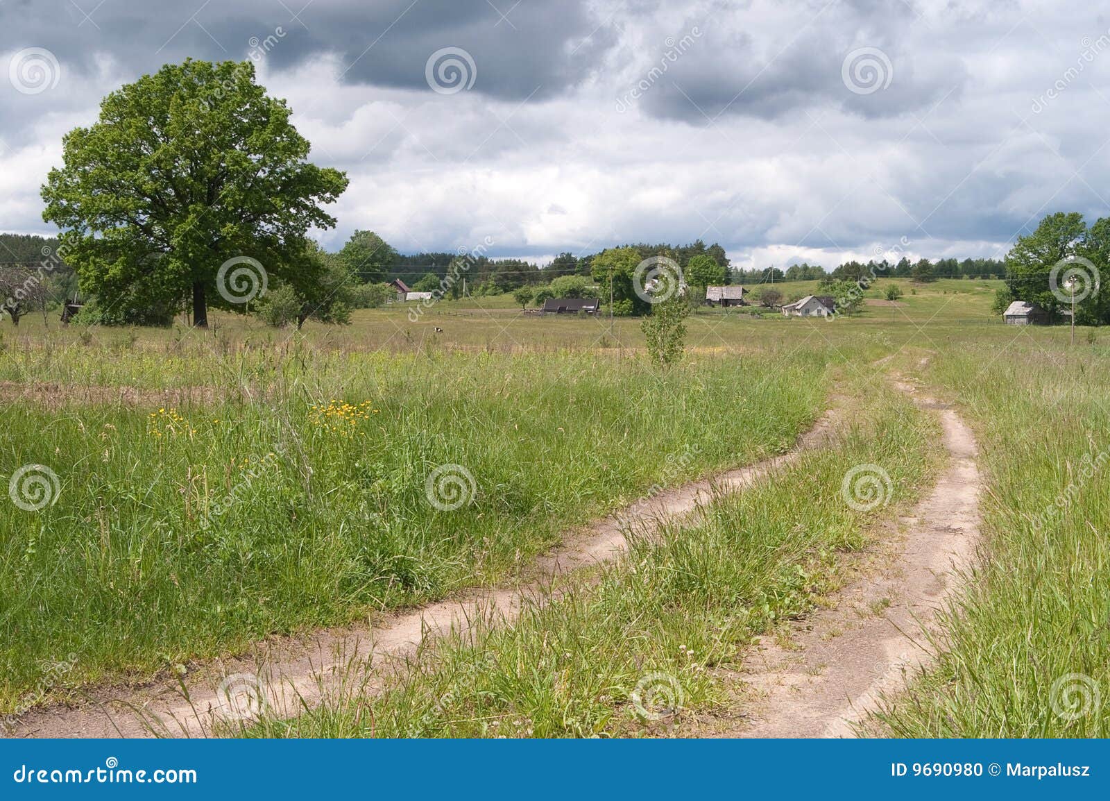 Path To Village Tree and Blue Sky Stock Photo - Image of beauty ...