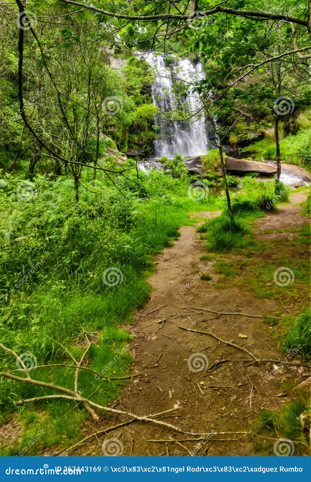 Path to the waterfall stock image. Image of path, tree - 267443169