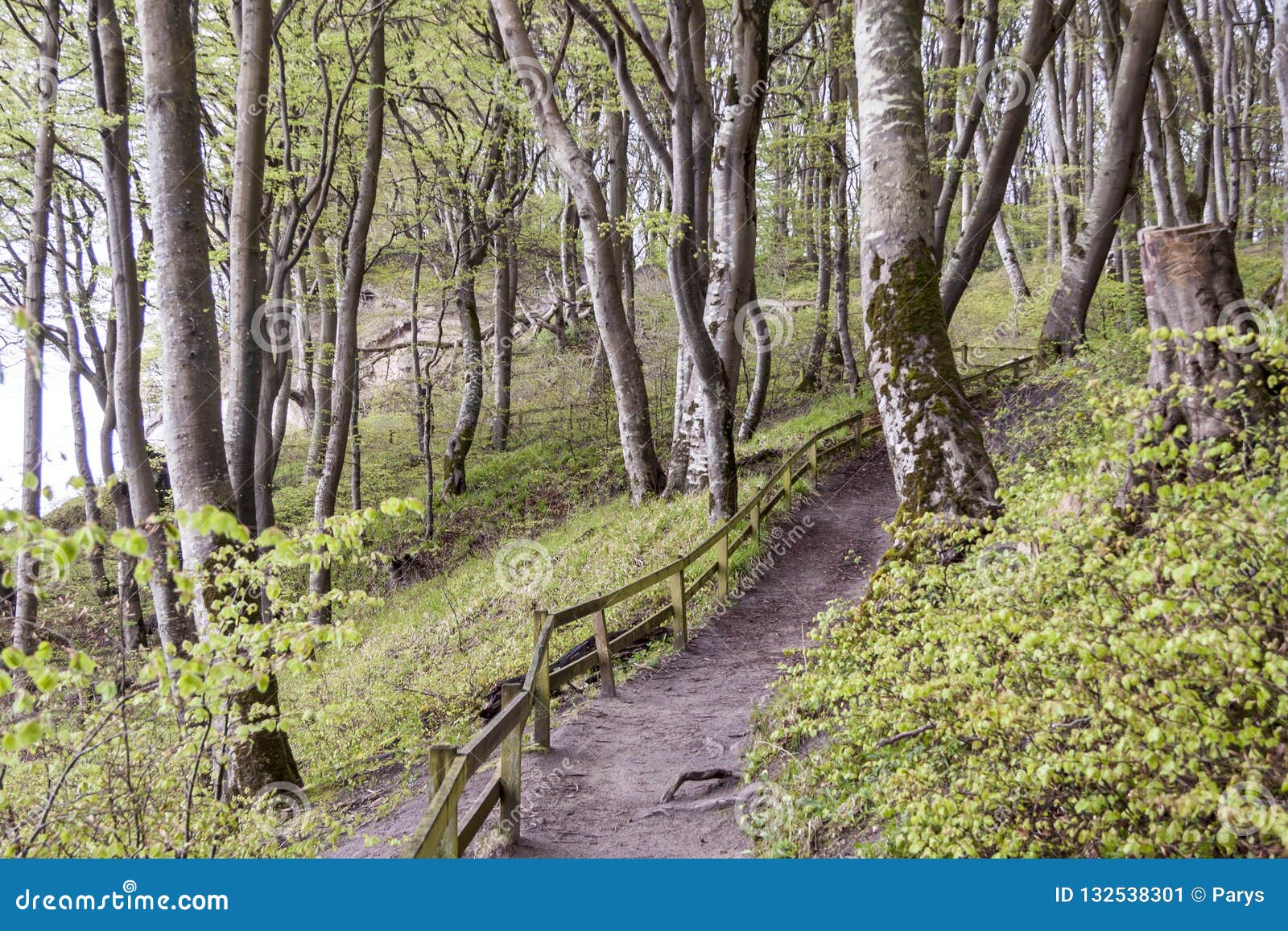 Path To White Cliffs - Mon, Denmark Stock Image - Image of landscape ...