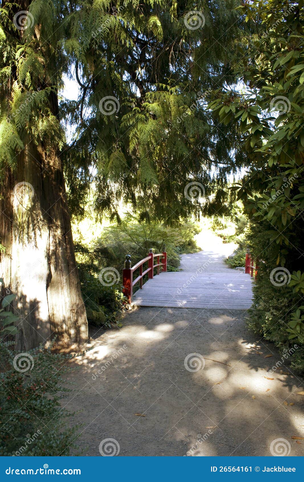 Path to wonderland stock image. Image of pine, outdoor - 26564161