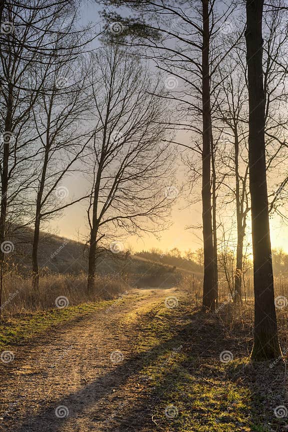 Path toward sunrise stock photo. Image of trees, exit - 34318074