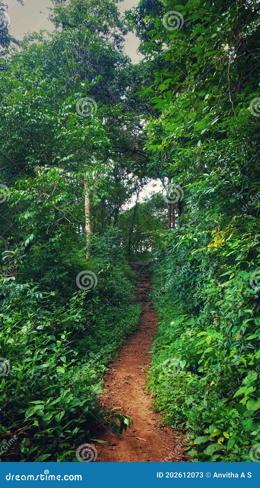 A Path Towards a Jungle Mudroad Stock Image - Image of trees, mudroad ...