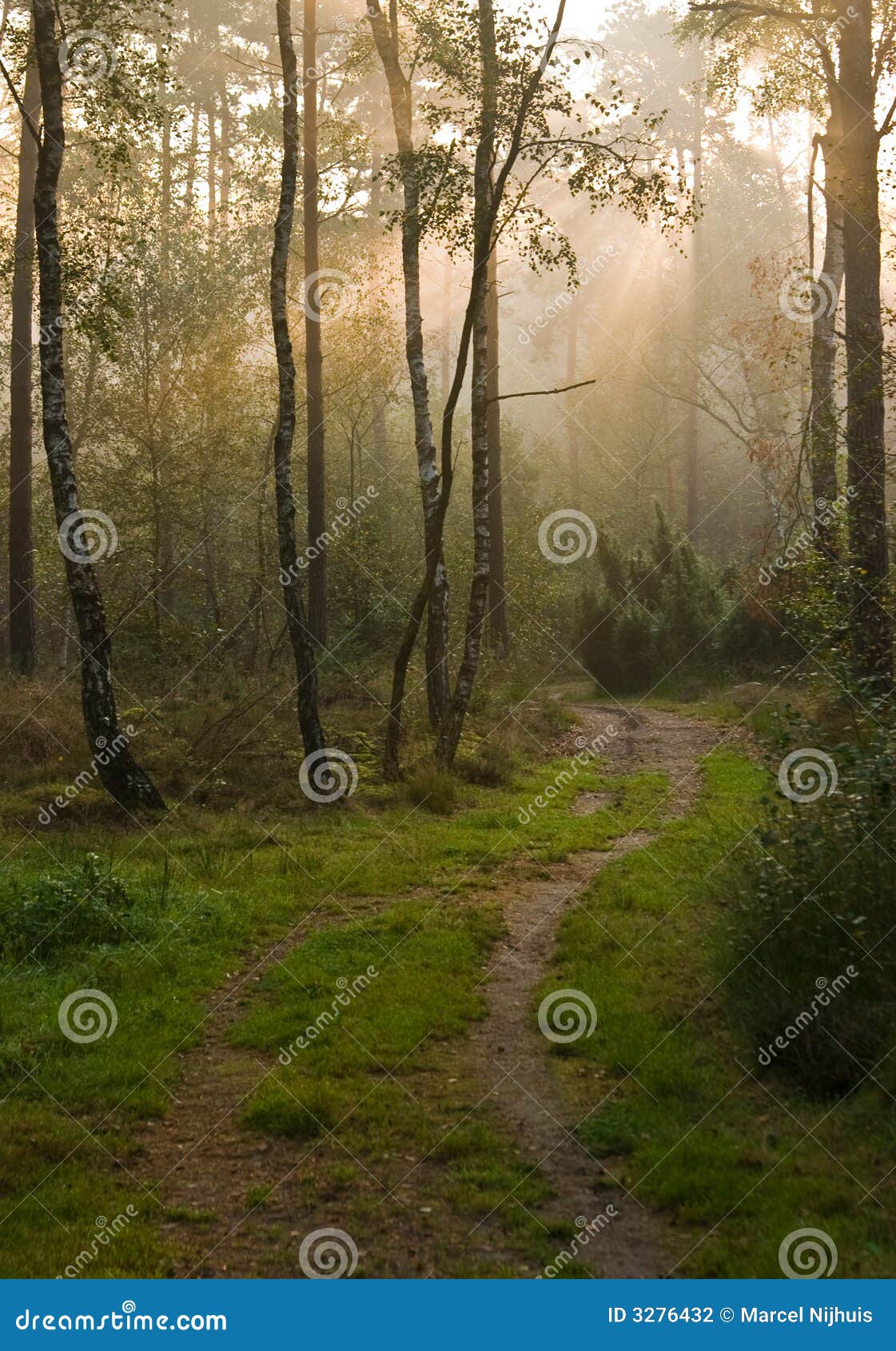 Path towards the light stock photo. Image of forest, woods - 3276432
