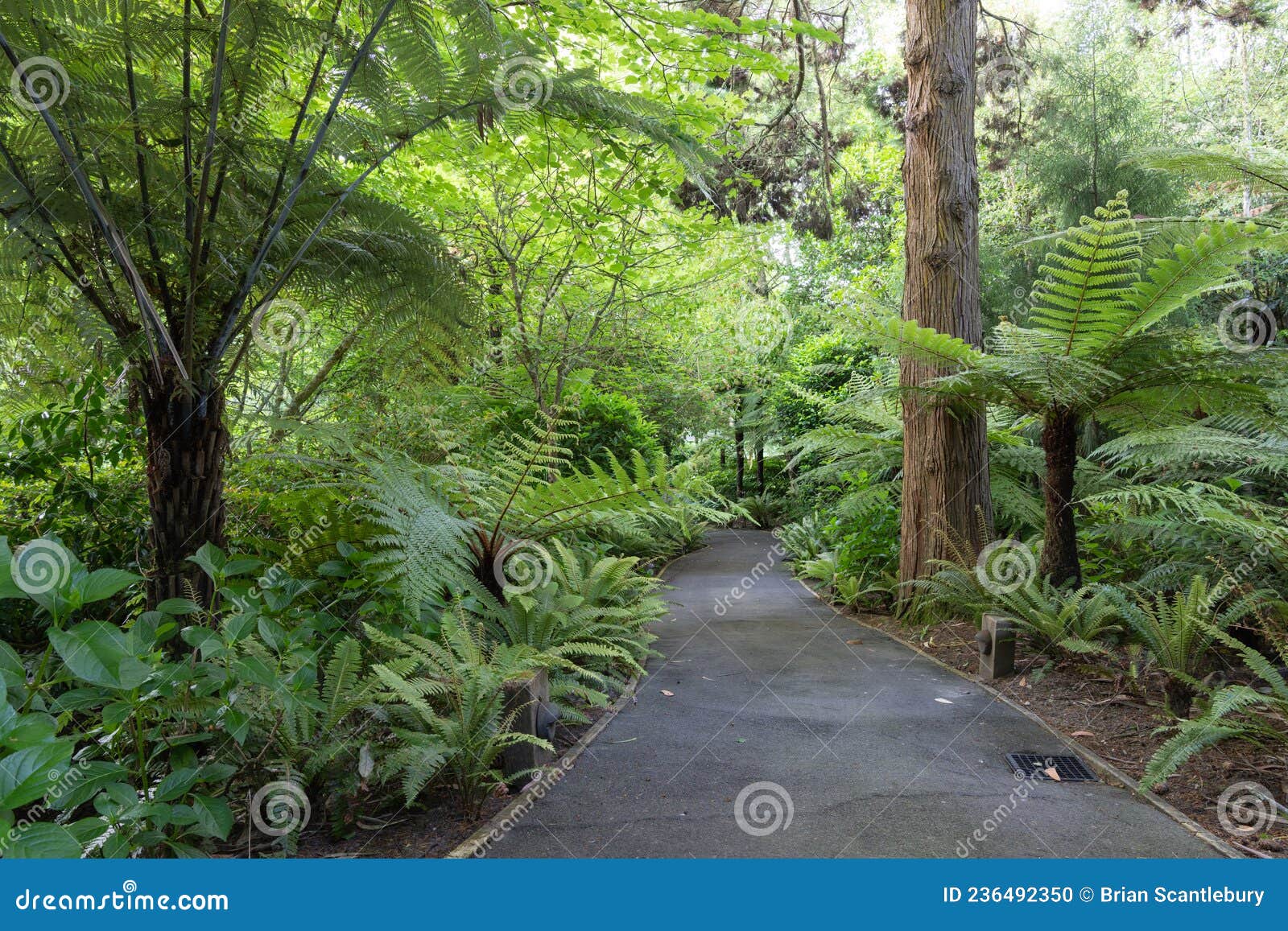 Path or Track through New Zealand Native Bush Stock Photo - Image of ...