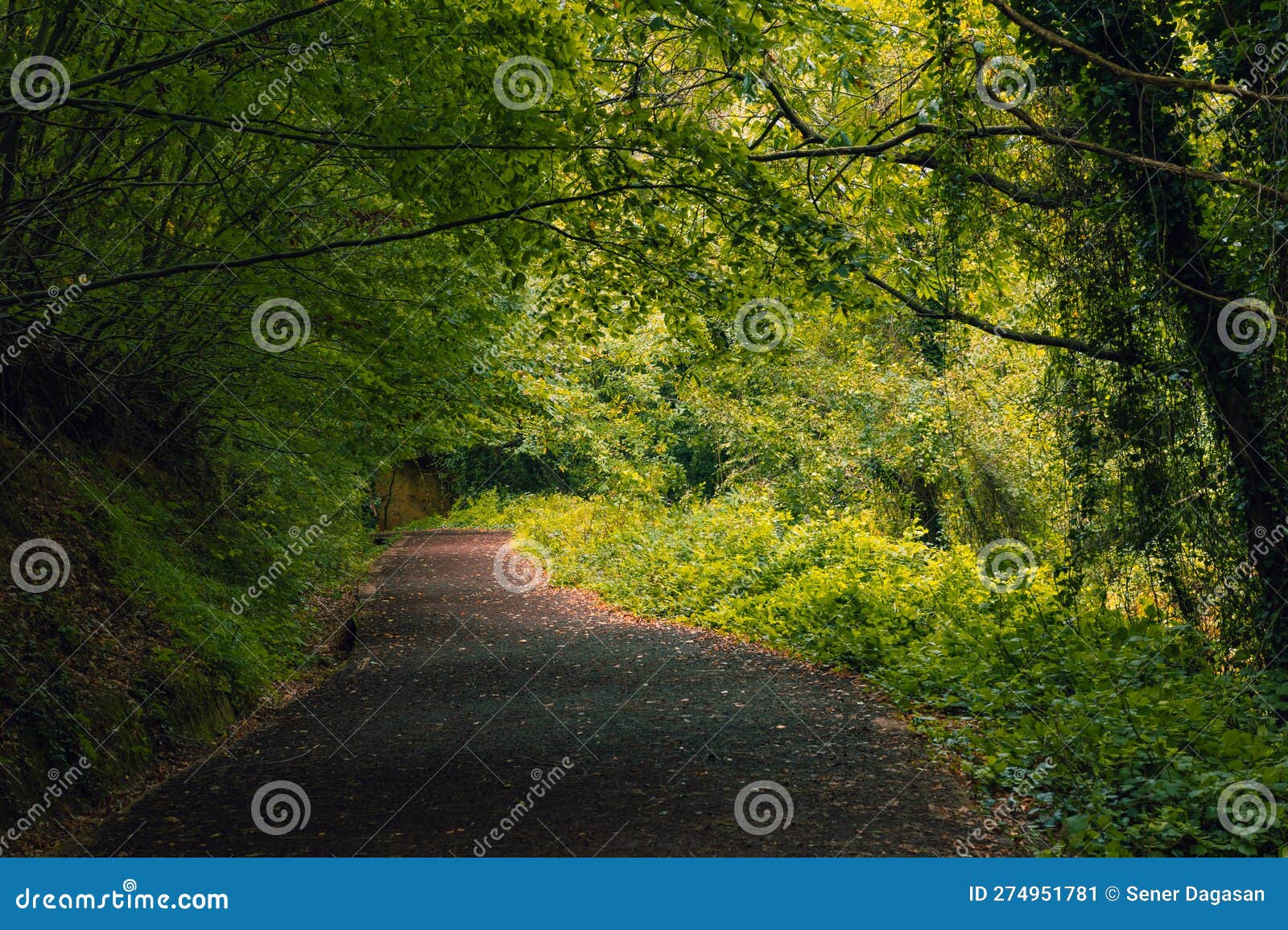 Path or Trail in the Forest in the Autumn. Stock Image - Image of ...