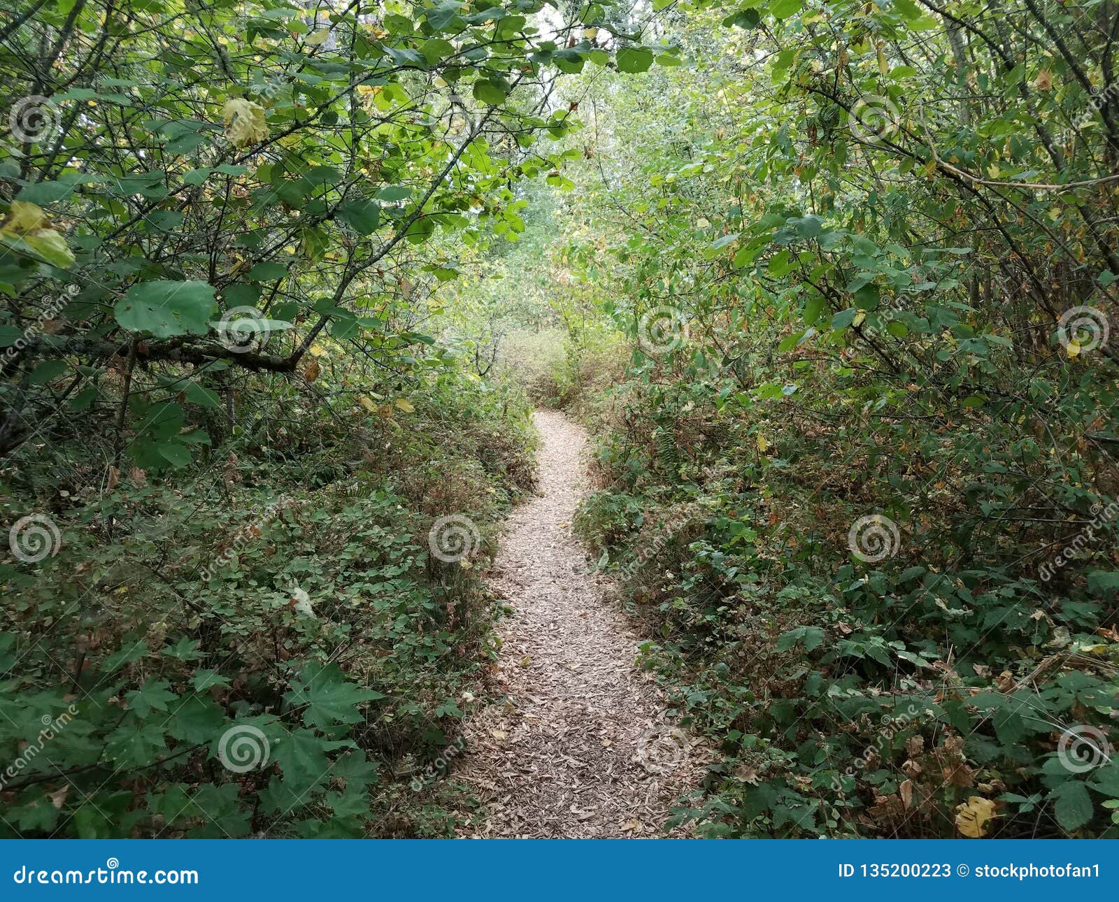 Path or Trail in the Woods with Green Leaves and Trees and Plants Stock ...