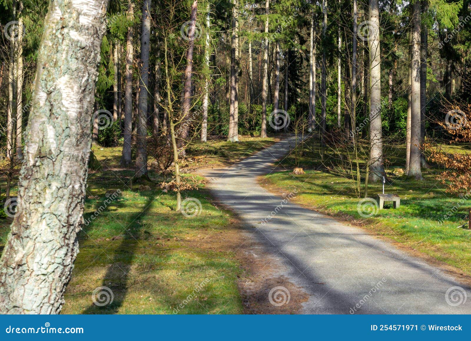 Path in a Tranquil Park Full of Trees Stock Image - Image of grass ...