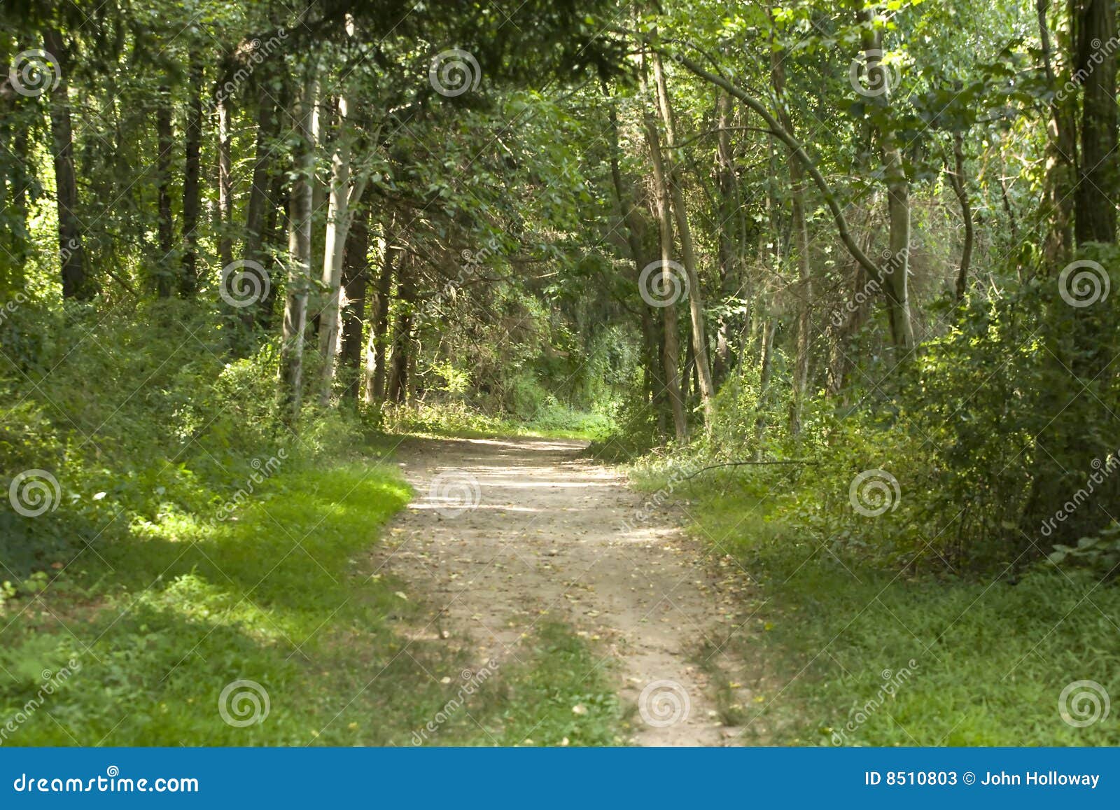 Path less traveled stock image. Image of outdoors, forest - 8510803