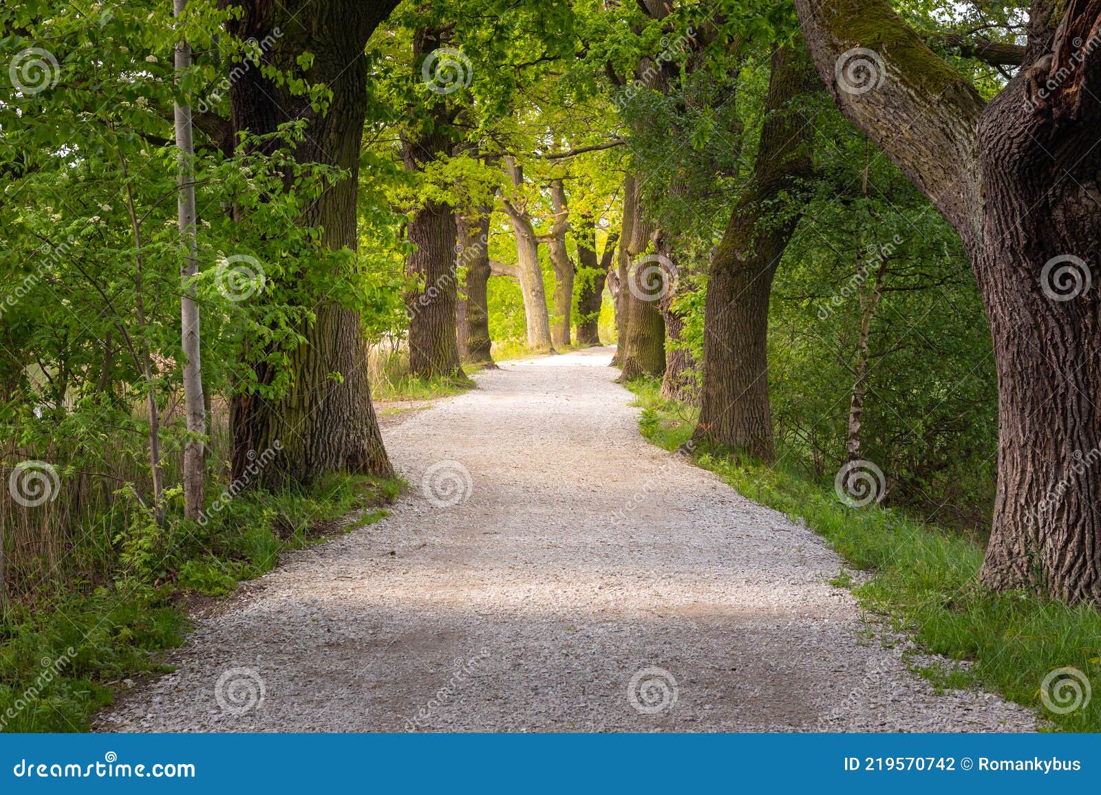 Path with a Tree Alley in the Forest Stock Photo - Image of spring ...