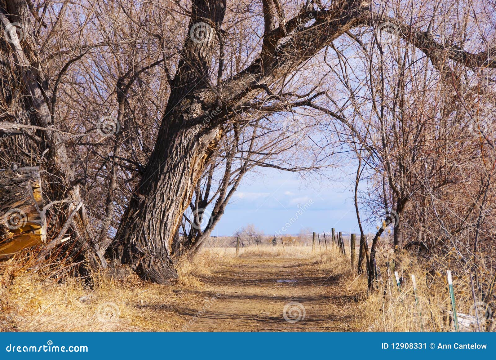 Path through Tree Arch To Peaceful Beyond Stock Image - Image of clouds ...