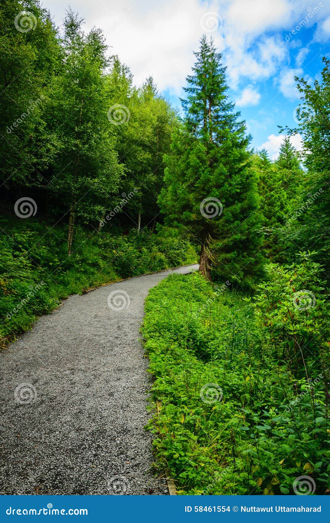 Path Tree in the Forest on the Border Stock Photo - Image of green ...