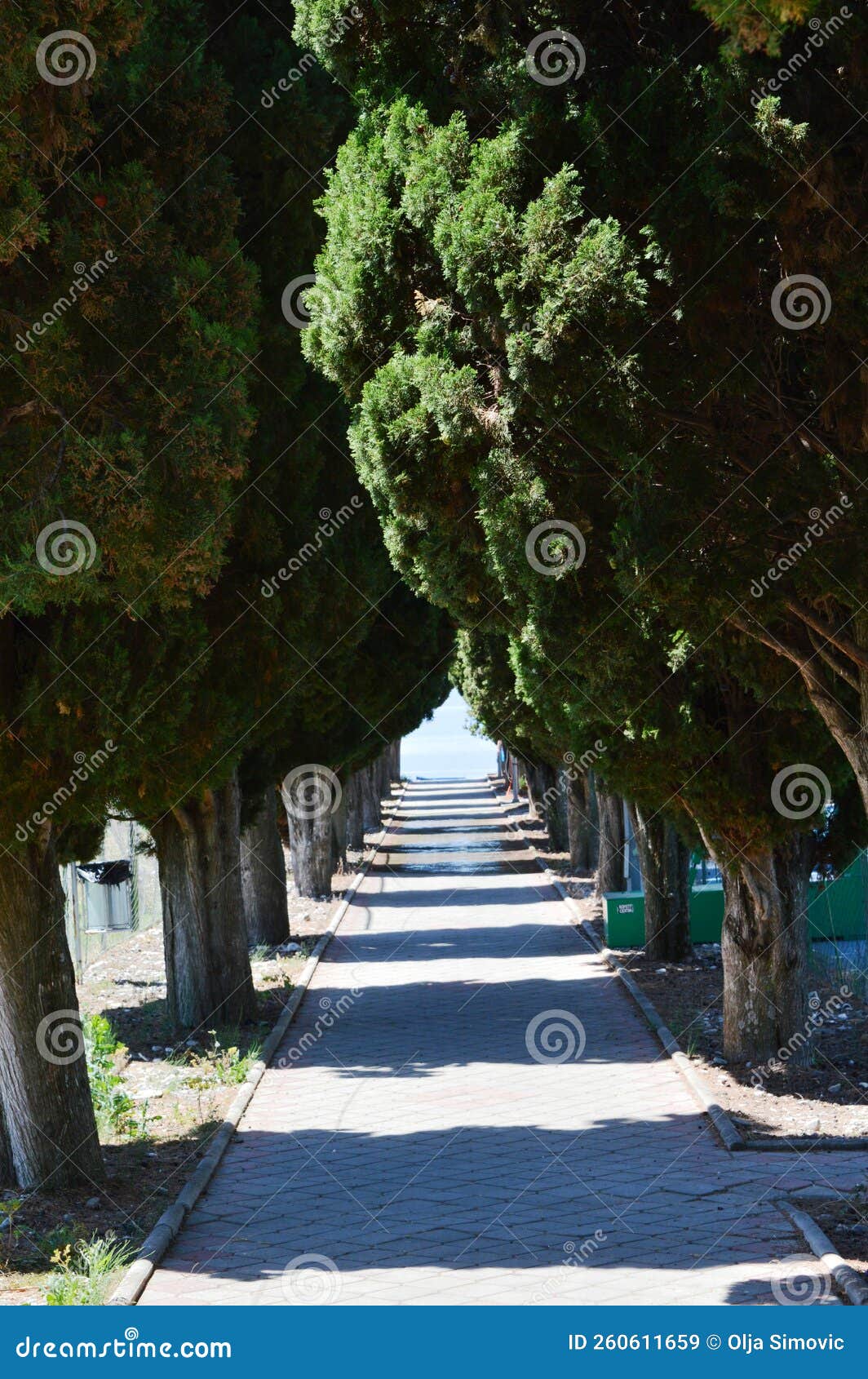 Path in the tree line stock image. Image of tree, road - 260611659