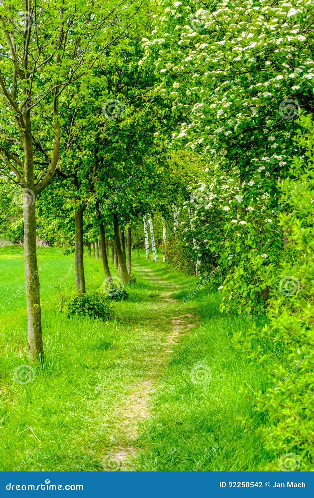 Path between tree-line stock photo. Image of trail, tranquil - 92250542