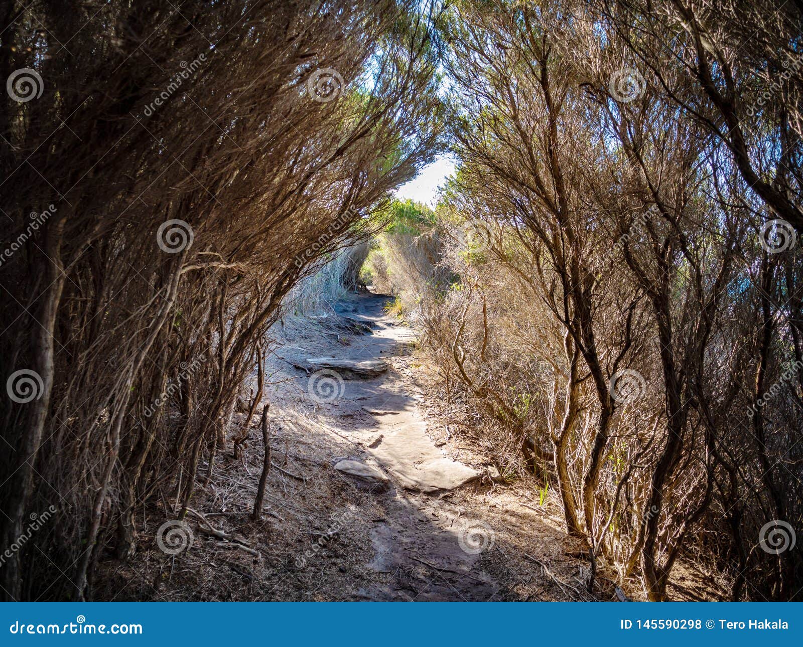 Path through a Tree Tunnel in Royal National Park in Sydney Stock Photo ...