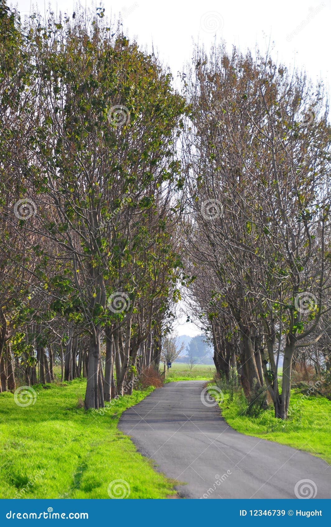 Path through trees stock image. Image of summer, paved - 12346739