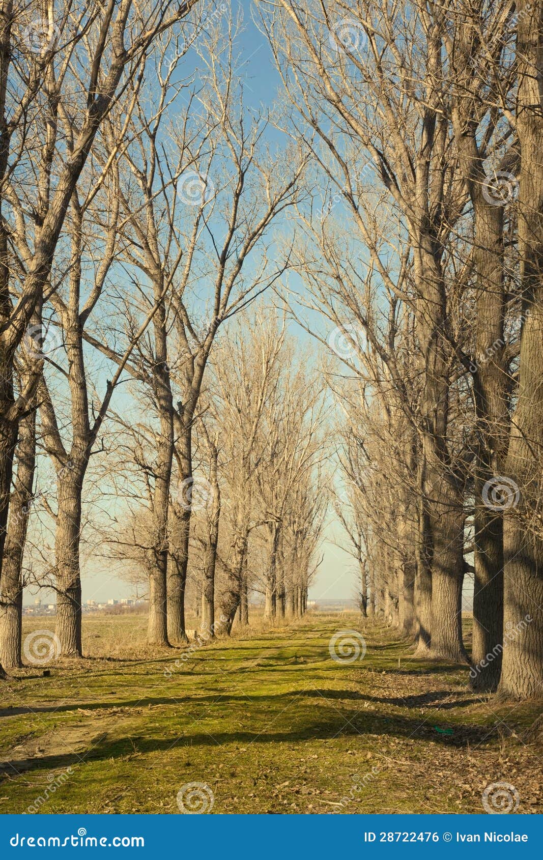Path and trees stock photo. Image of tree, leaves, road - 28722476