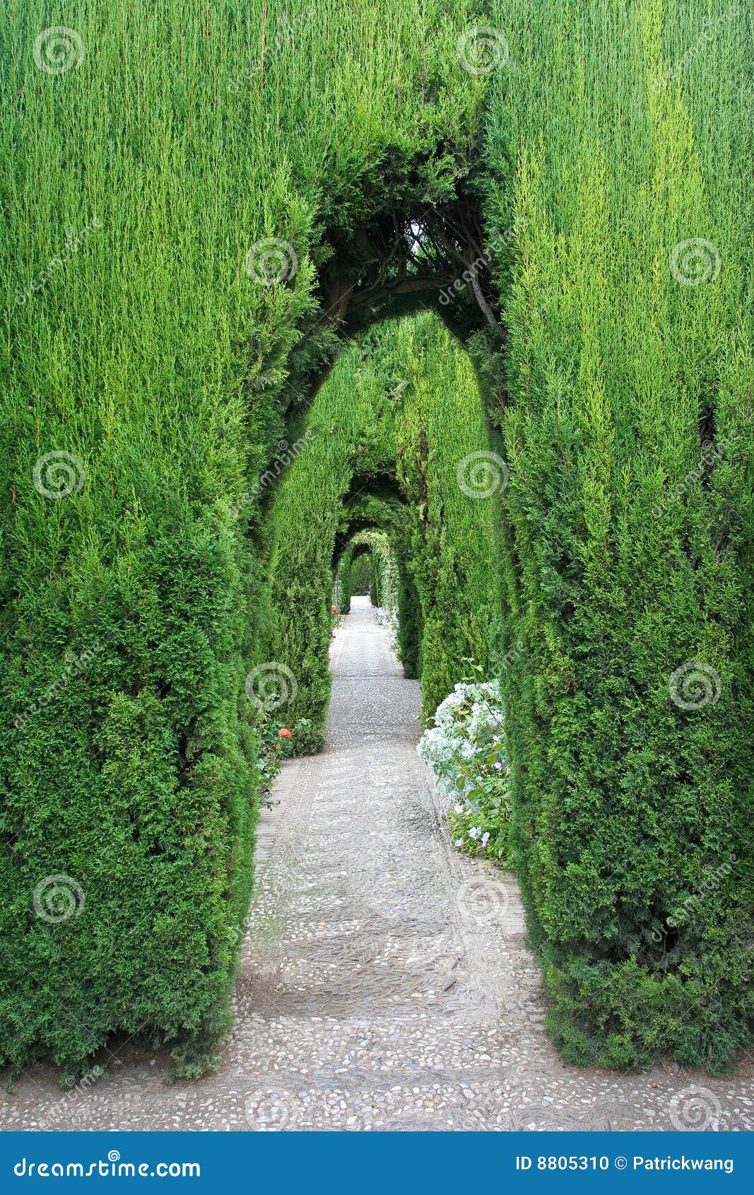 Path through trees stock photo. Image of horticulture - 8805310