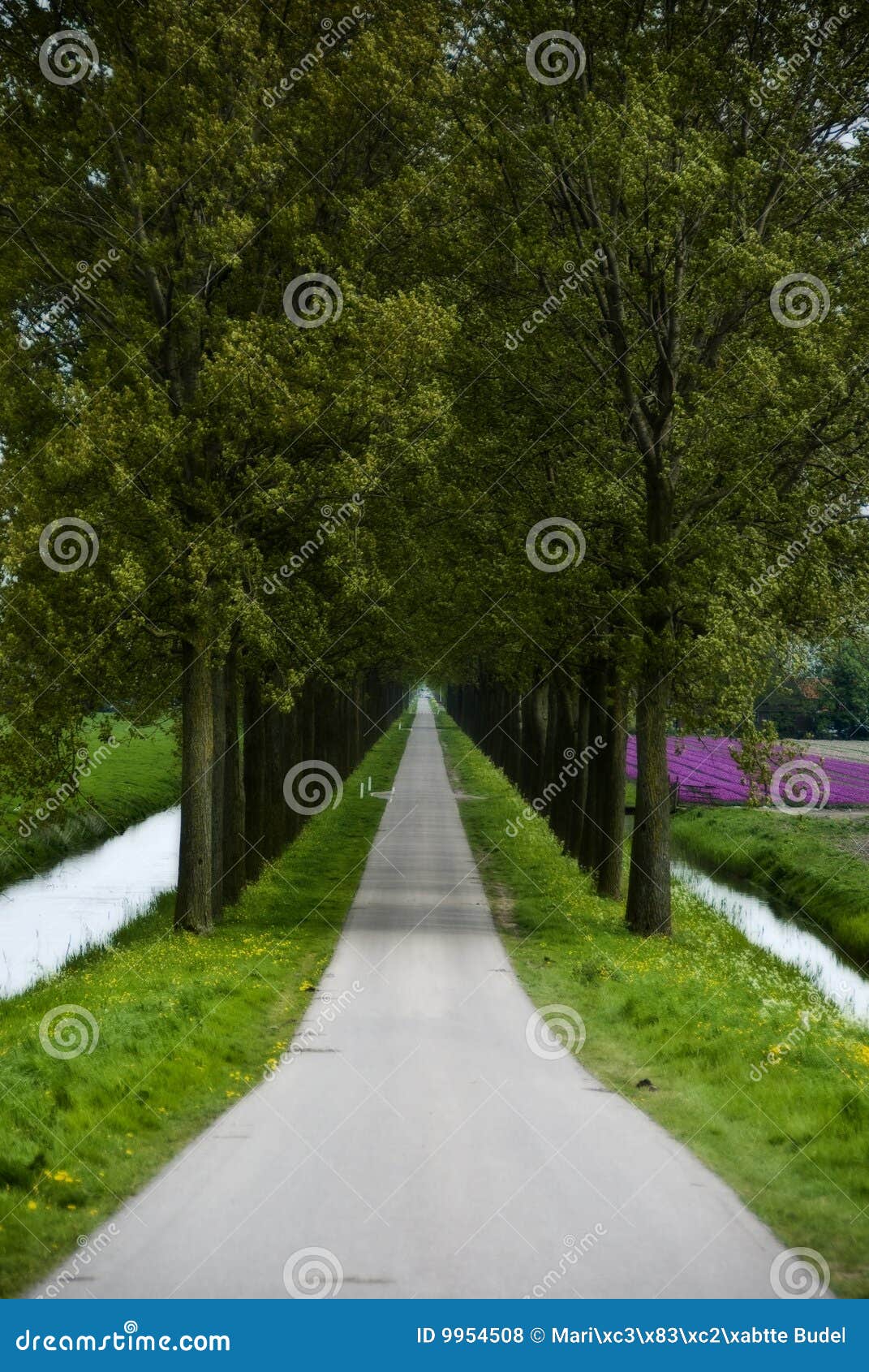 Path with trees stock photo. Image of green, park, scenery - 9954508