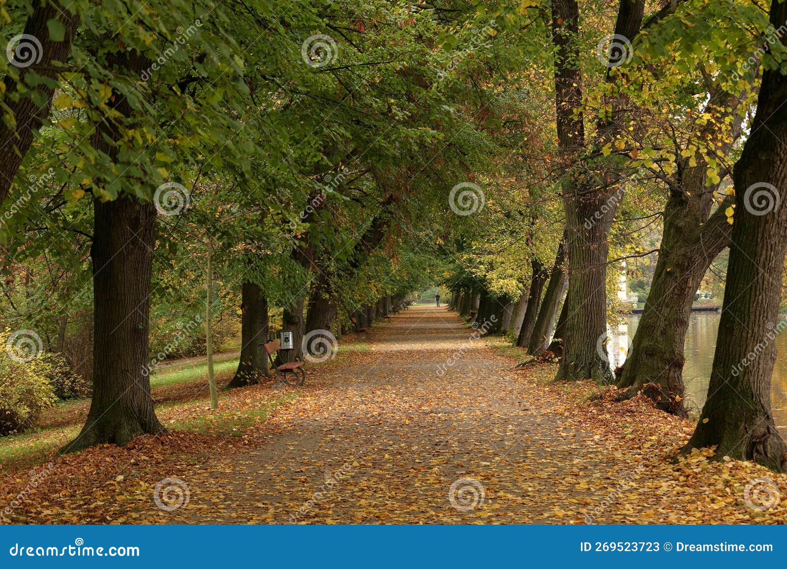 A Path through the Trees. Alley, Tree Line Stock Image - Image of ...