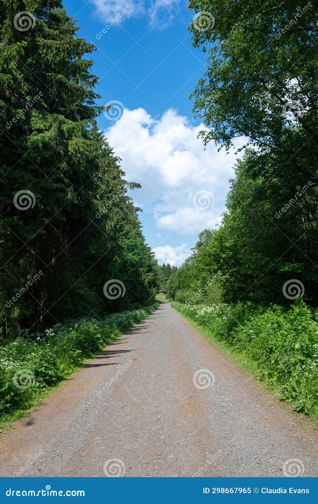 Path between Trees with Blue Sky Stock Image - Image of sunny, trees ...
