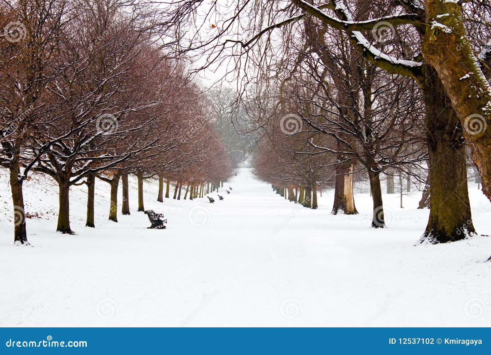 A Path between Trees Covered in Deep Snow Stock Photo - Image of cold ...