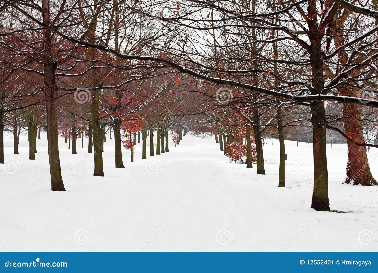 A Path between Trees Covered in Snow Stock Image - Image of season ...