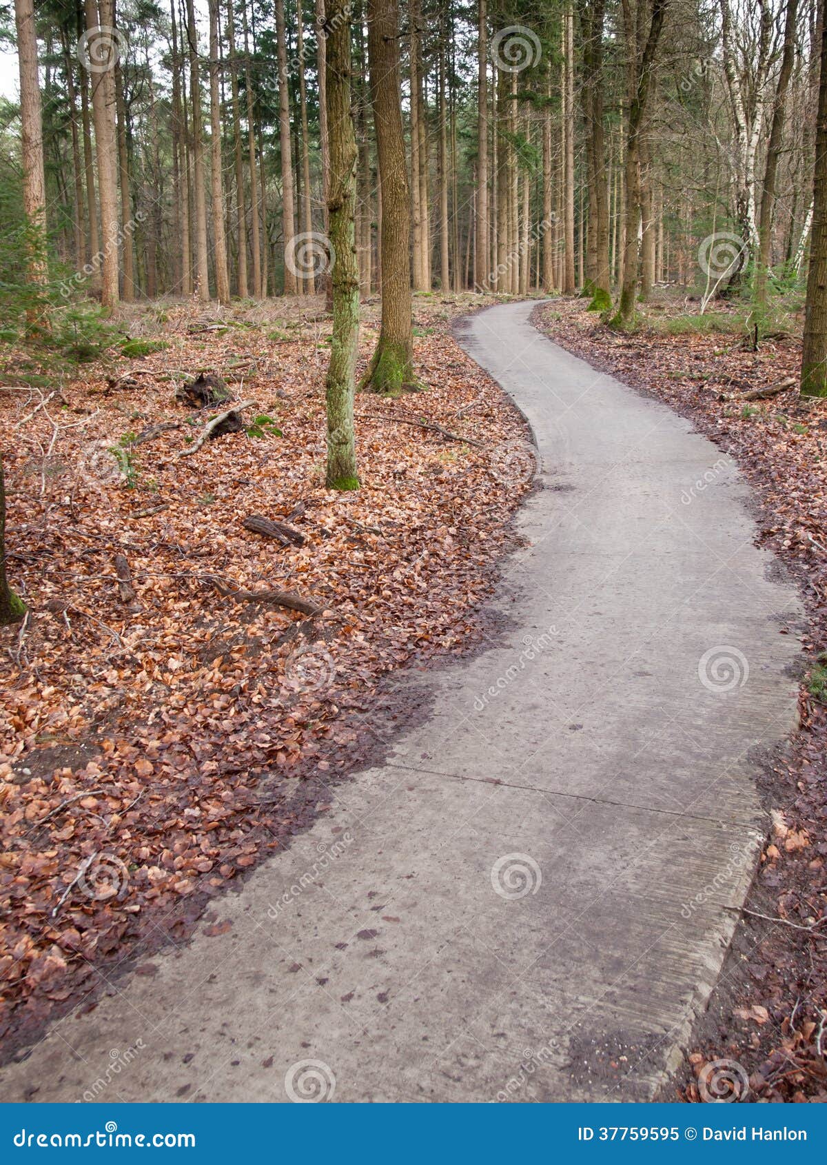 Path through trees stock image. Image of outdoors, path - 37759595