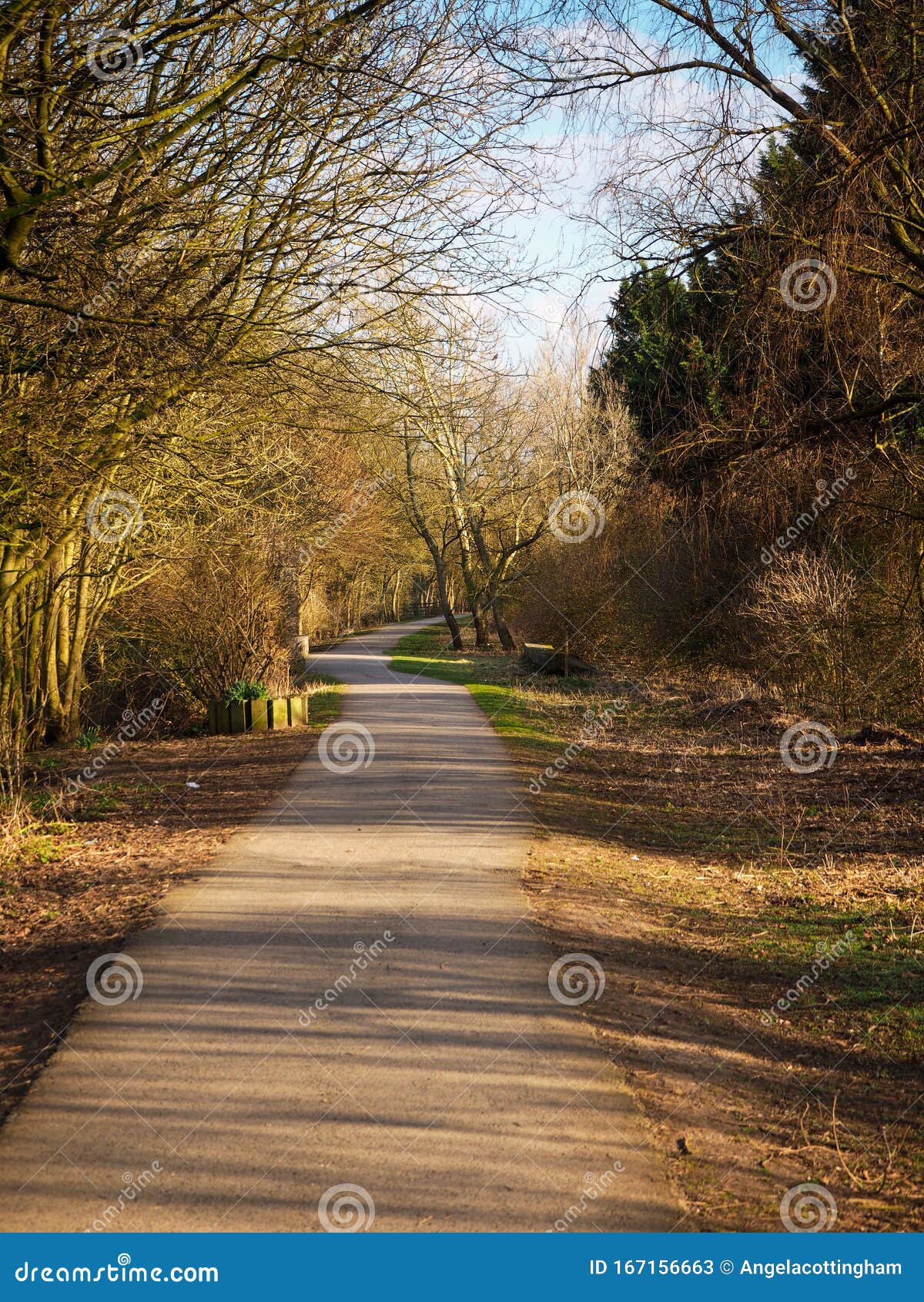 Path through Trees in Dappled Sunlight in Autumn, North Yorkshire ...