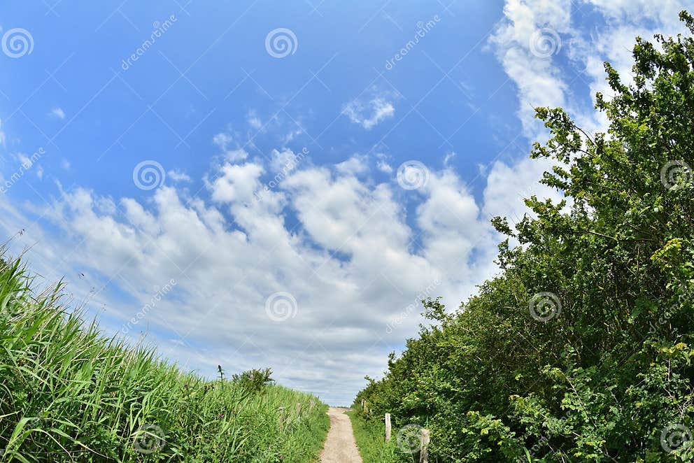 A Path among Trees on the Edge of a Slope on a Hot Summer Day Stock ...