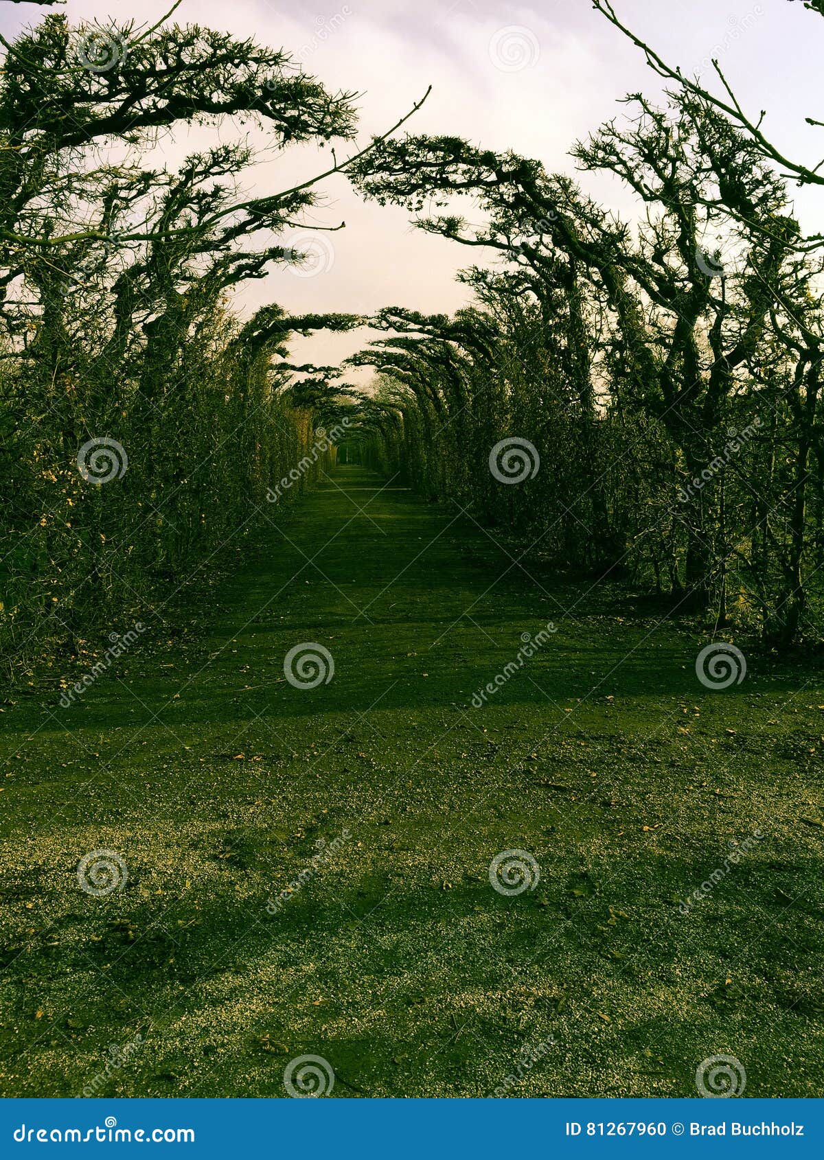 Path of trees in fall stock photo. Image of plant, grove - 81267960