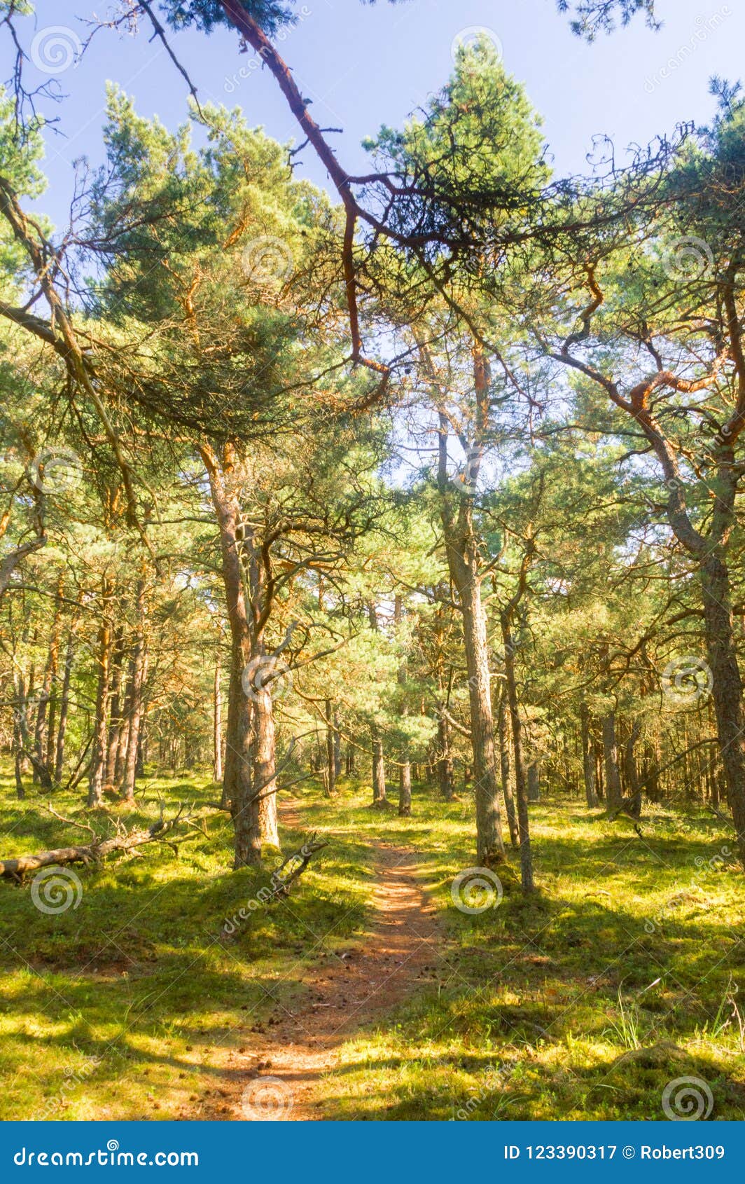 Path among Trees in the Forest Stock Image - Image of beautiful, nature ...