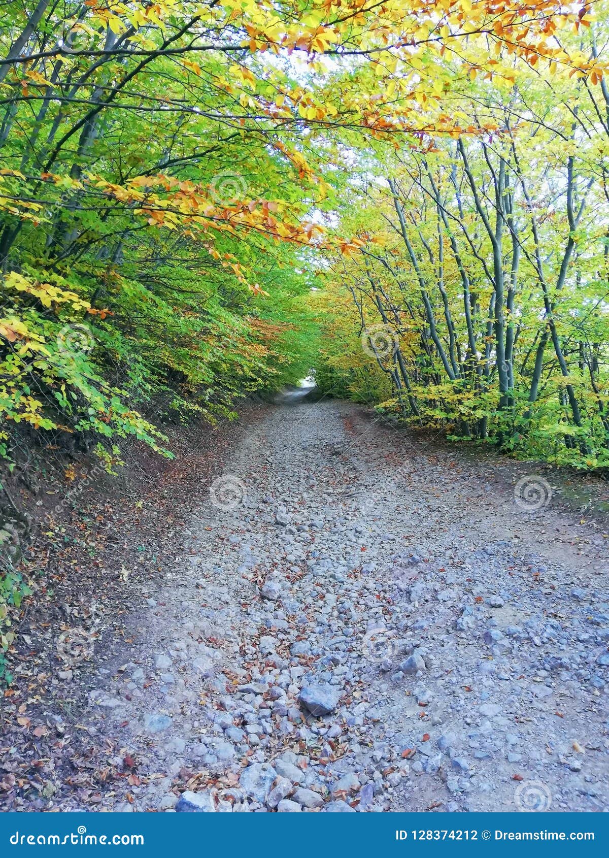 Path between the trees stock photo. Image of nature - 128374212