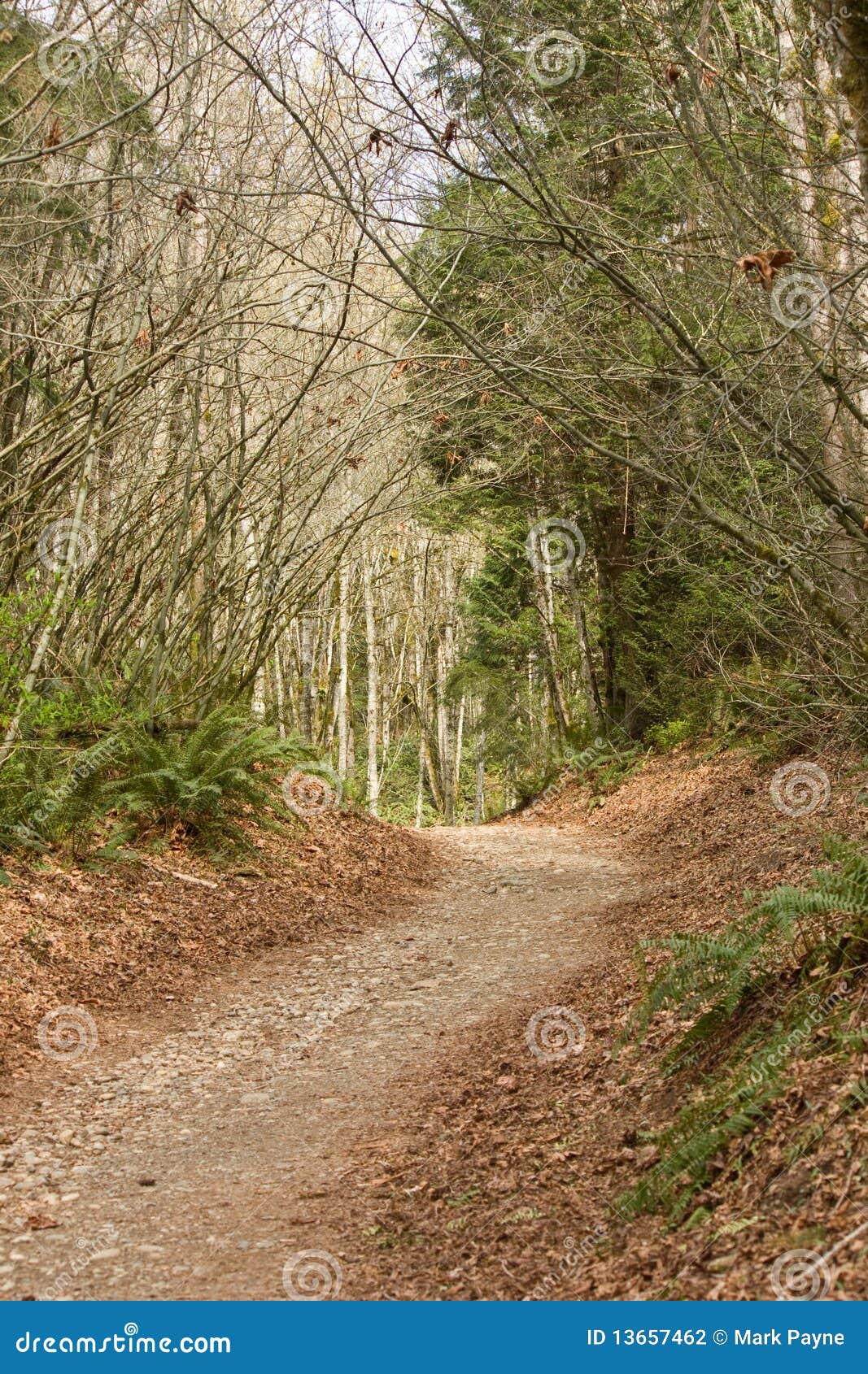 Path through Trees of Forest Stock Photo - Image of background, rocks ...