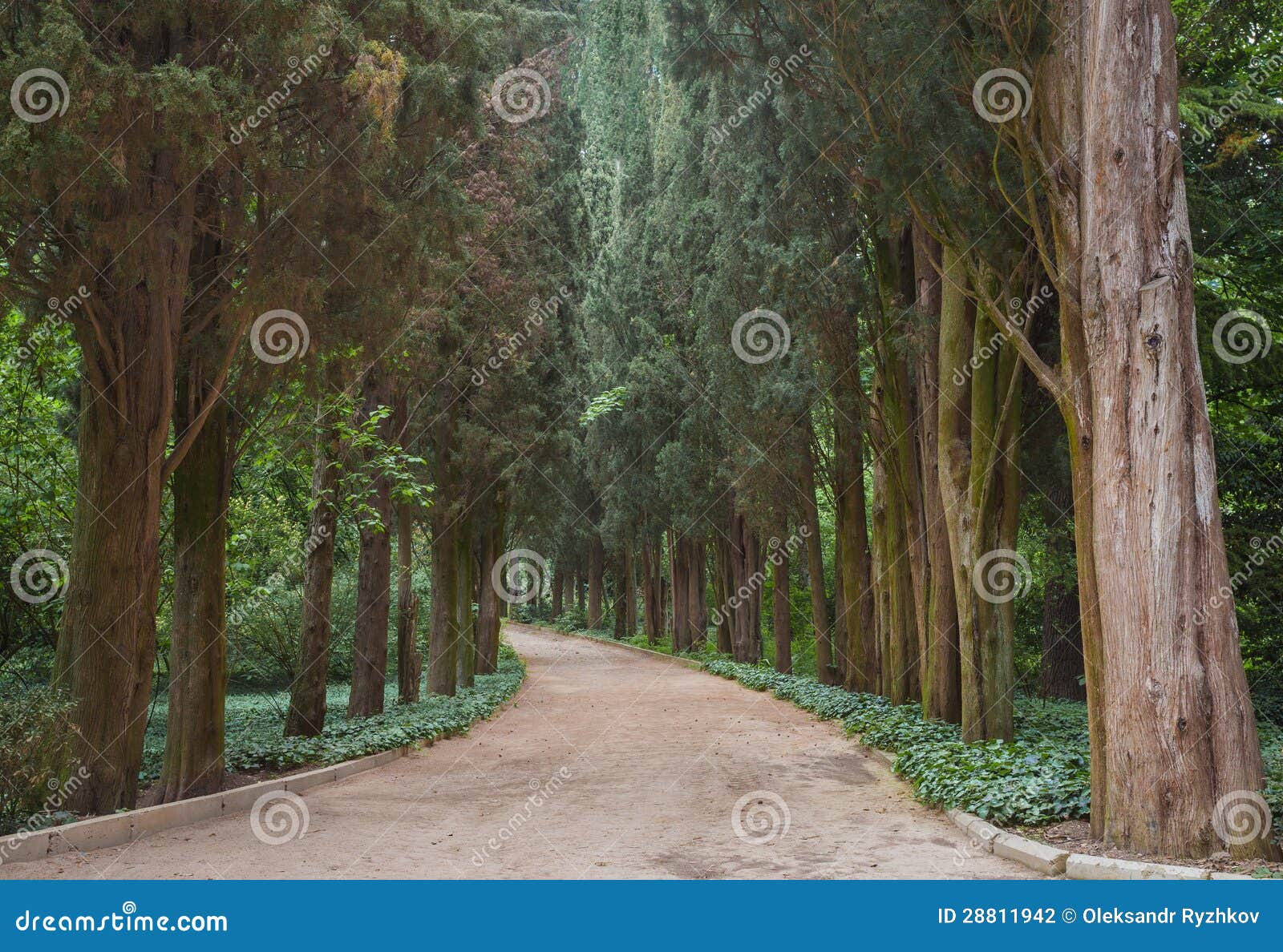 Path through Trees in the Forest Stock Photo - Image of frondage ...
