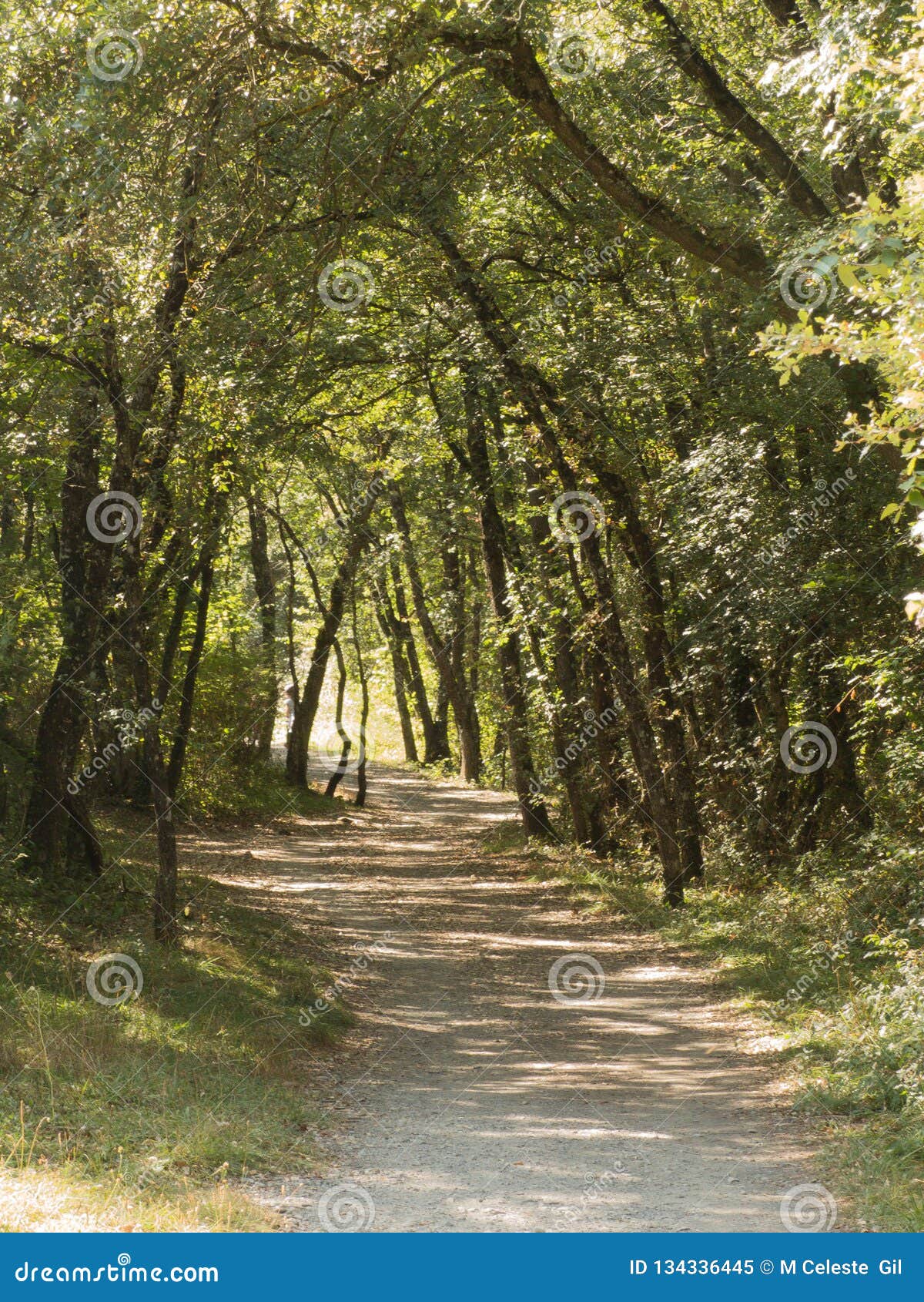 PATH among the TREES of the FOREST Stock Image - Image of plant, relax ...
