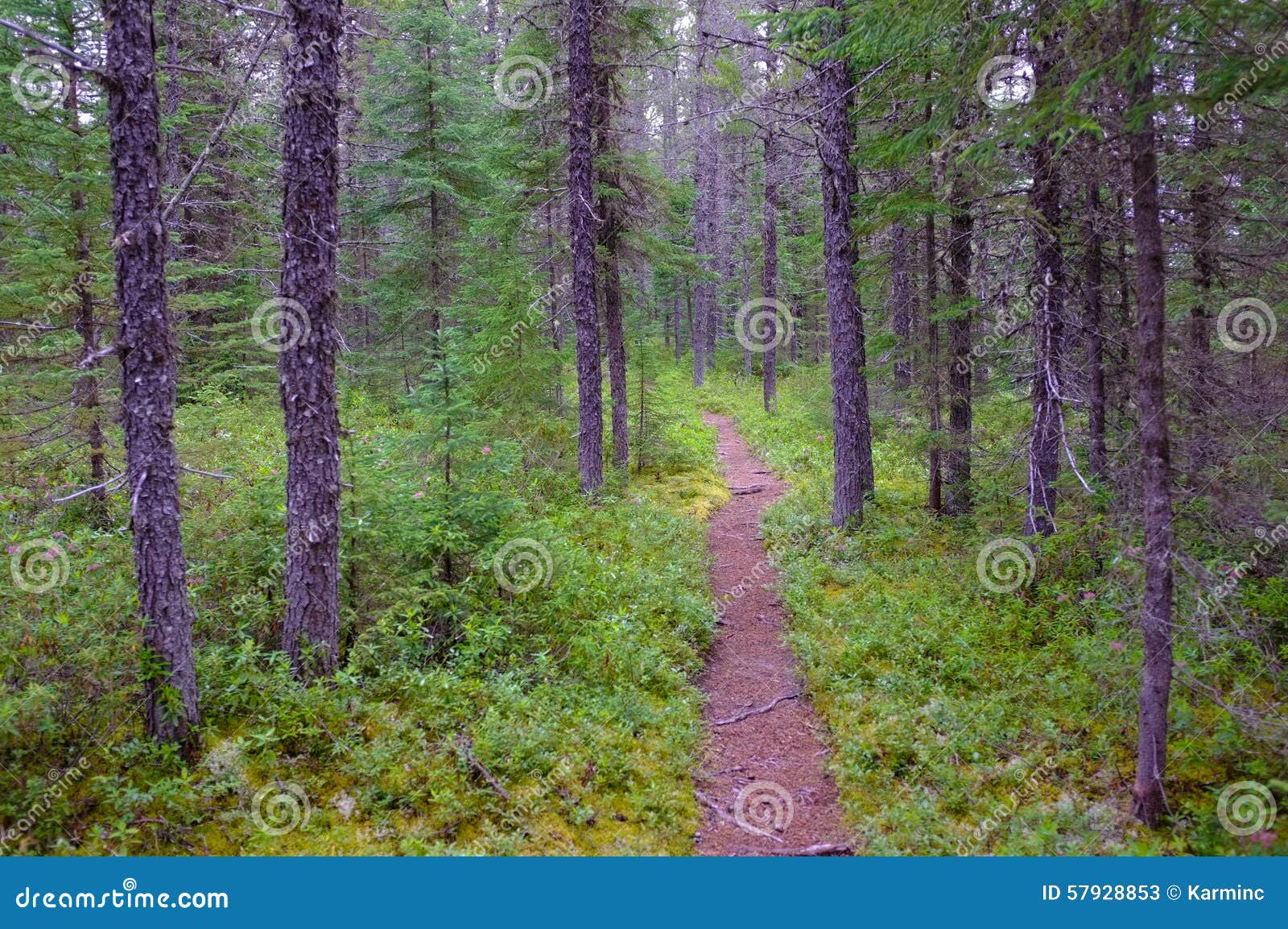 Path through Trees in Forest Stock Image - Image of root, tall: 57928853