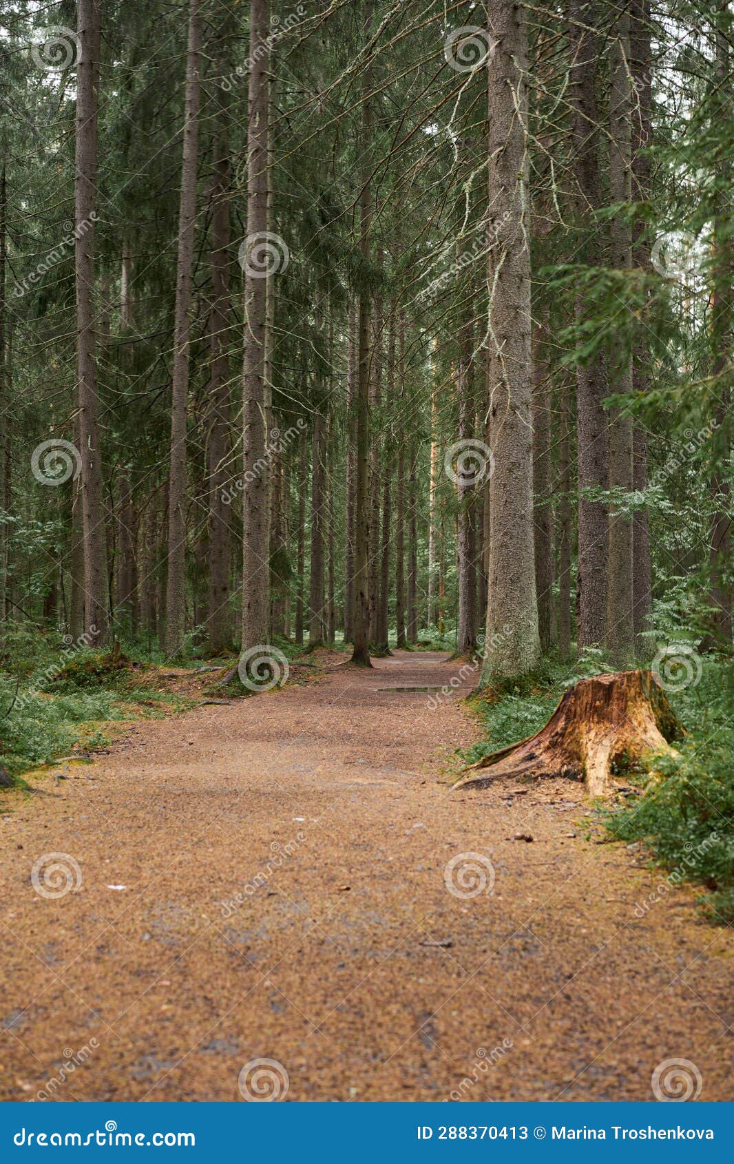 Path among the Trees in the Forest Stock Image - Image of coniferous ...