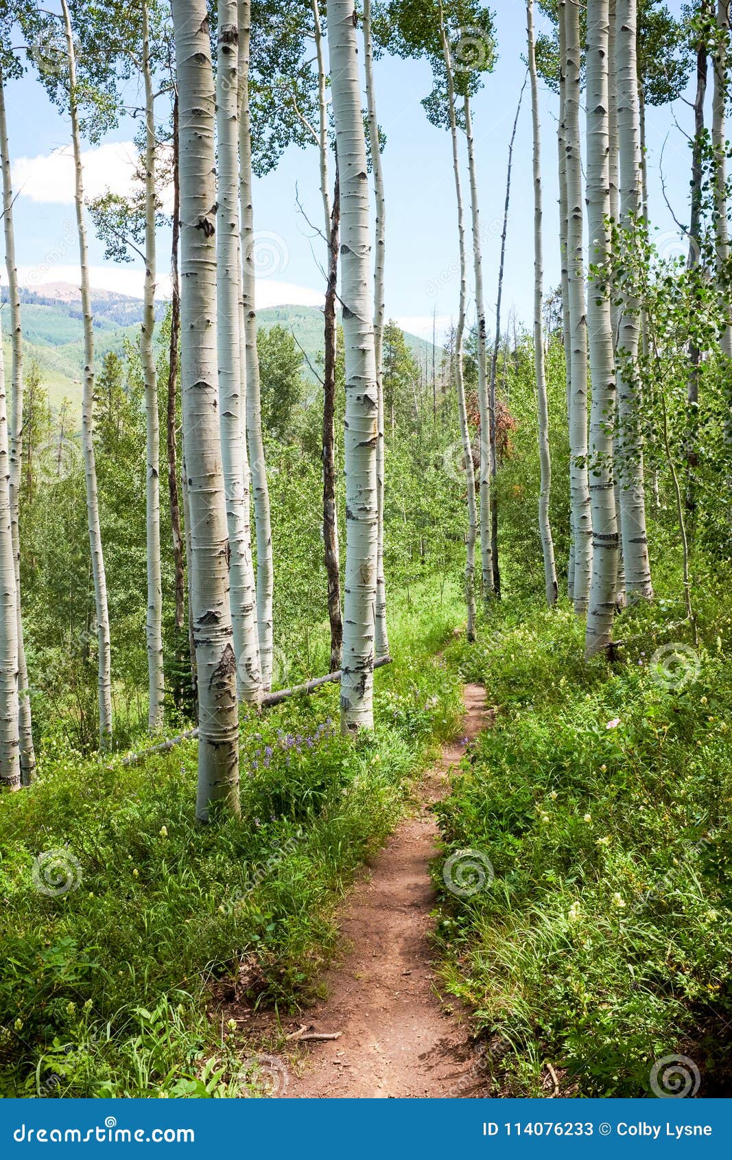 Path between Trees in Forest Stock Image - Image of scenic, track ...