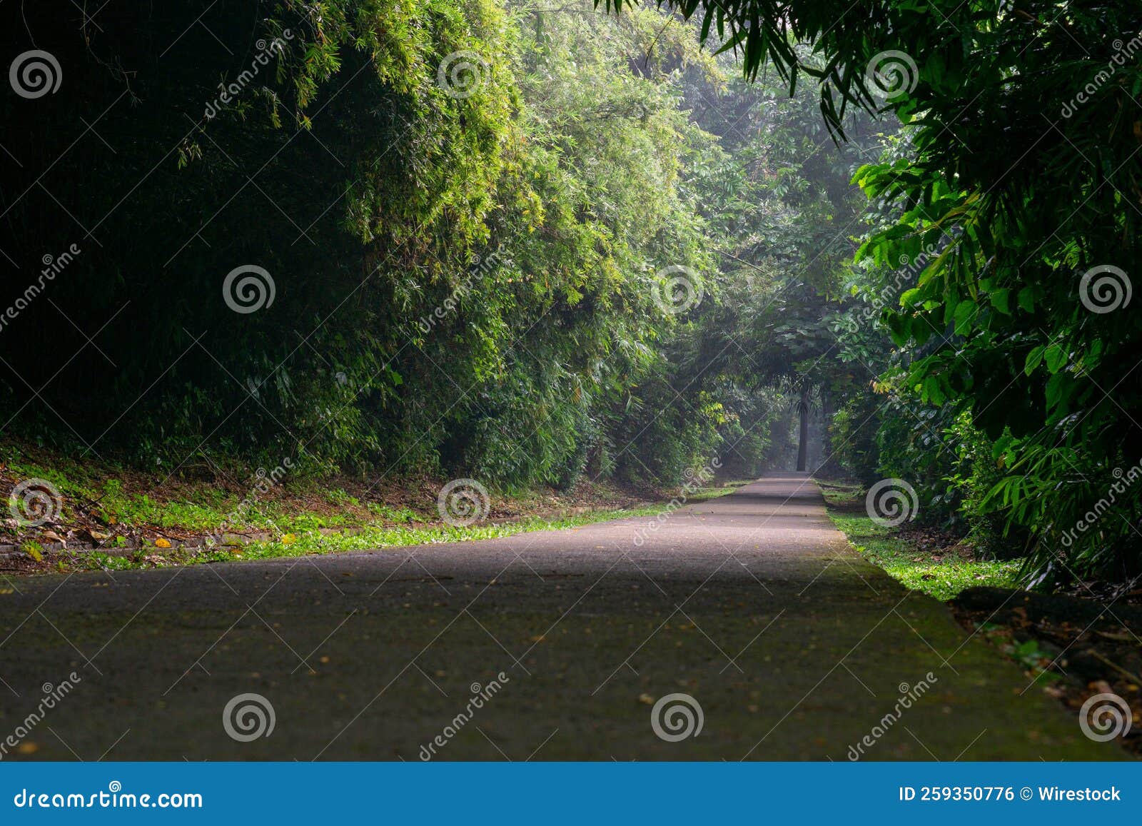 Path through Trees in the Forest Stock Photo - Image of outdoors, green ...