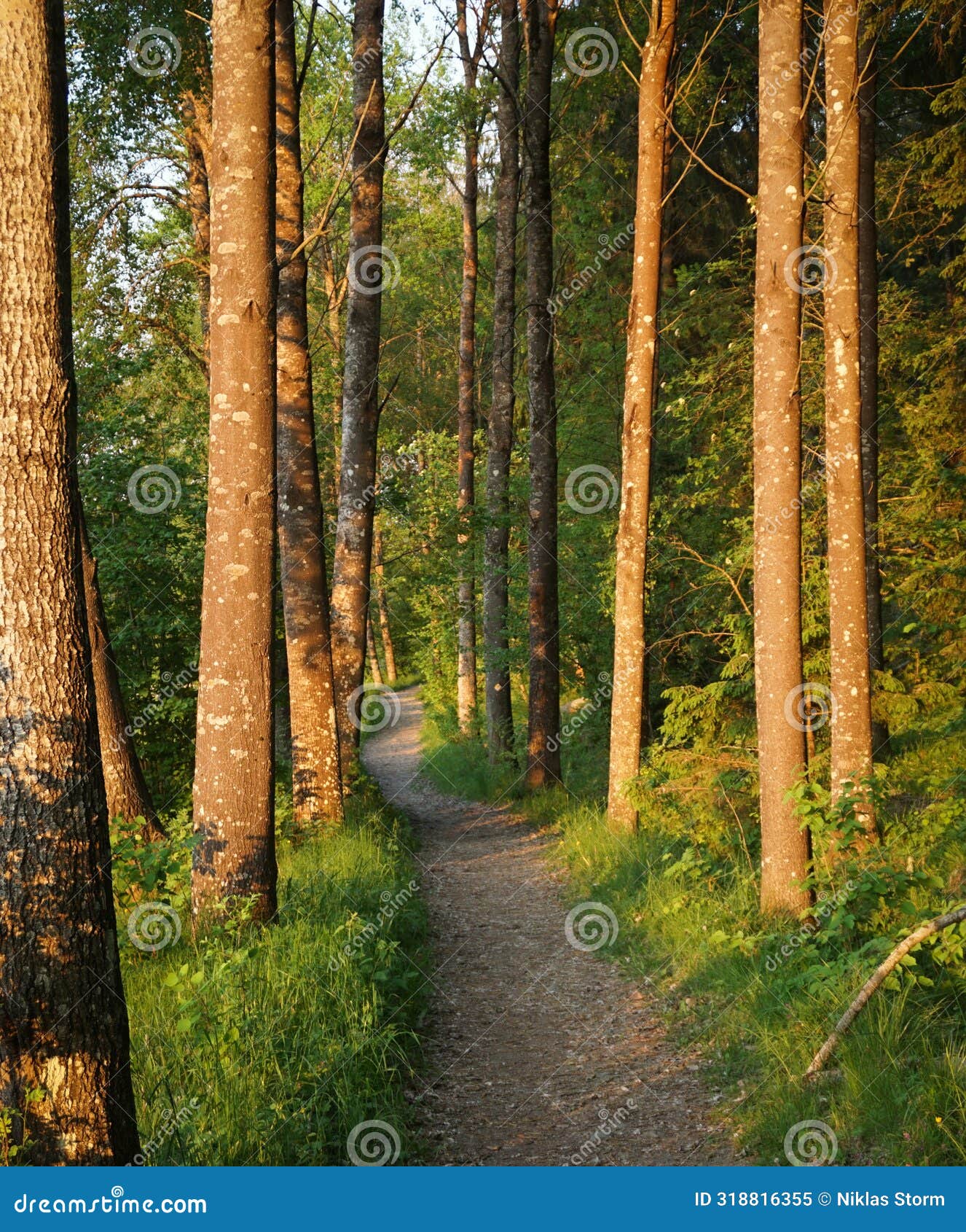 A Path in between Trees in the Forest Stock Image - Image of walkway ...