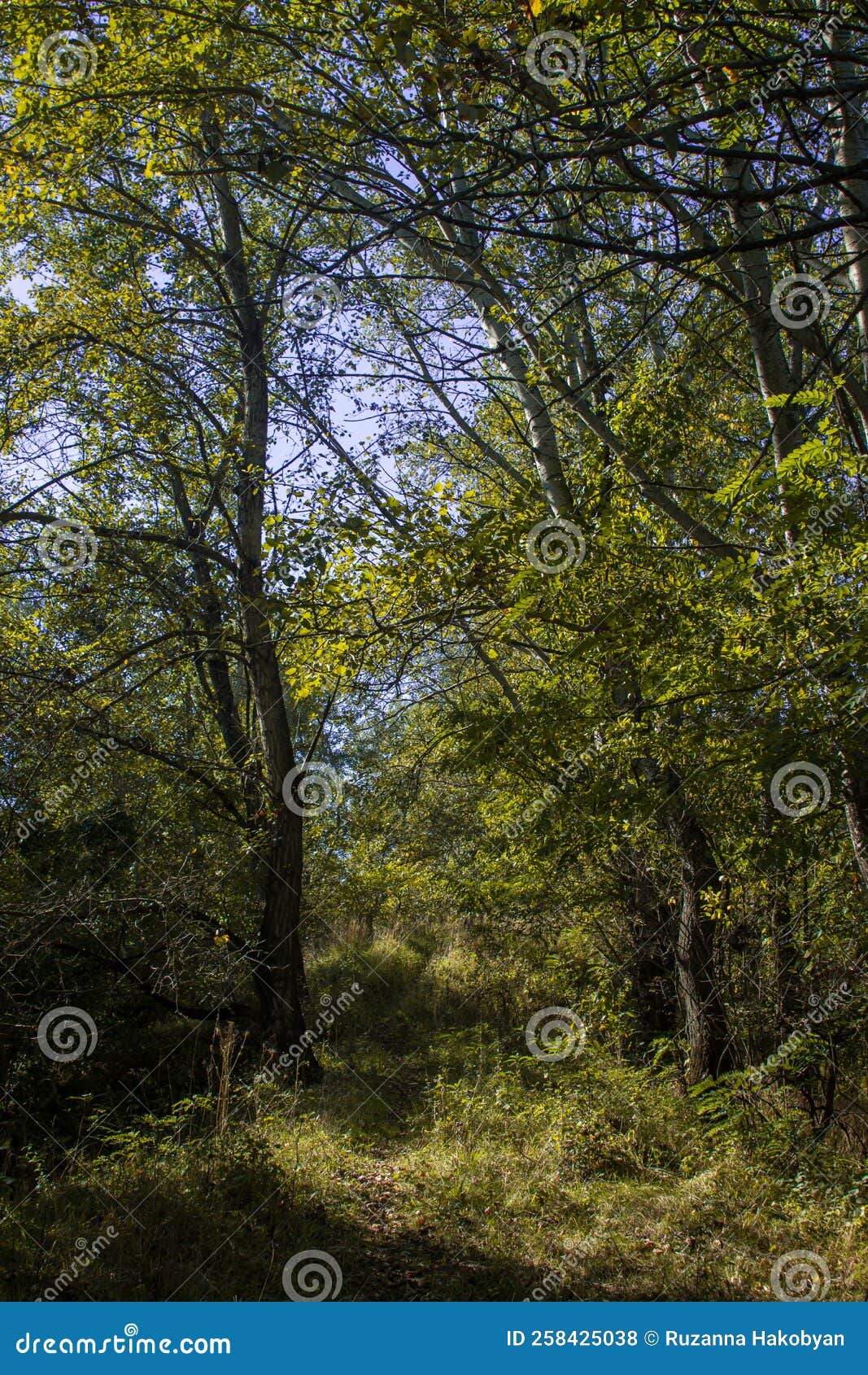 Path among the Trees in the Forest. Stock Photo - Image of blue, nature ...