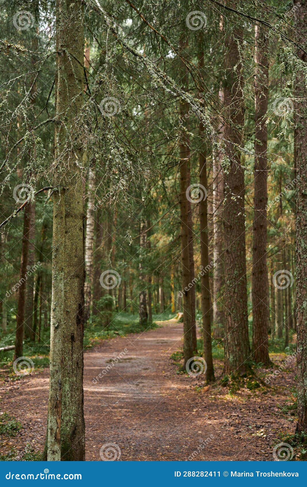 Path among the Trees in the Forest Stock Image - Image of bright ...